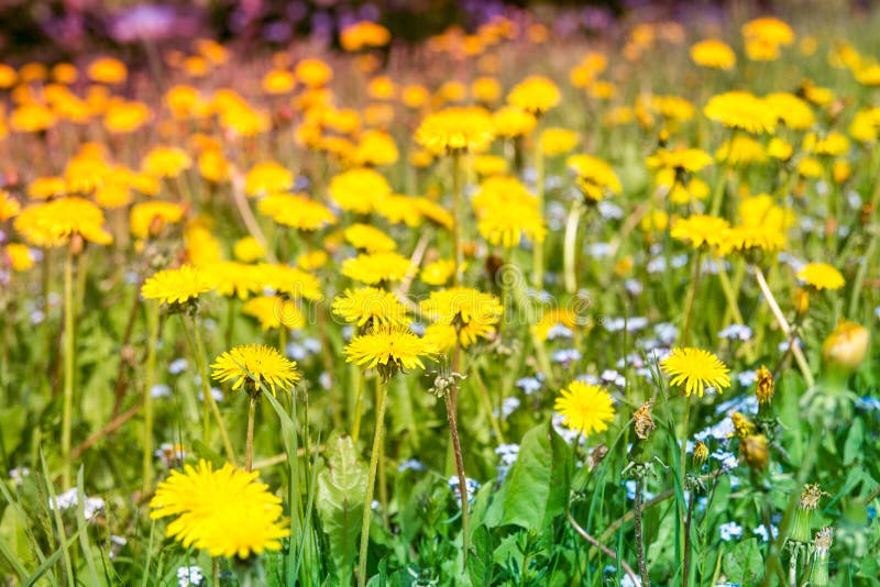 Field of spring flowers stock image. Image of grass, rural - 40862241