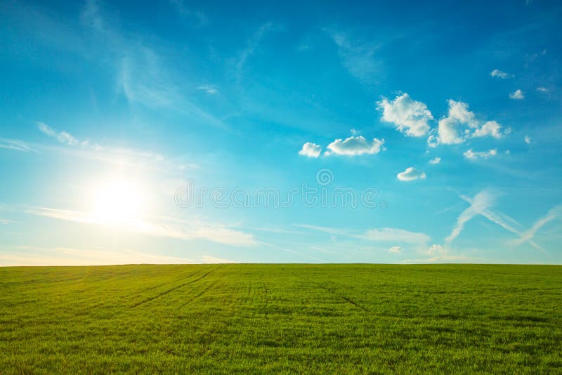 Field of Spring Fresh Green Grass Stock Image - Image of blue, sunny ...