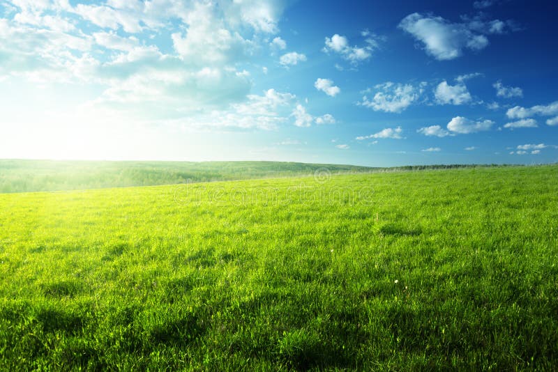 Field Of Spring Grass Royalty Free Stock Image - Image: 28710796