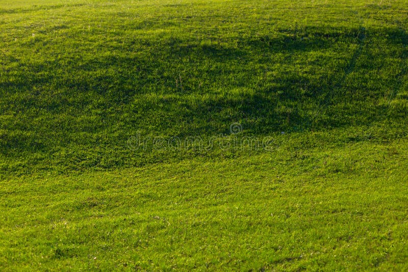 Field of spring grass stock photo. Image of nature, forest - 233897836