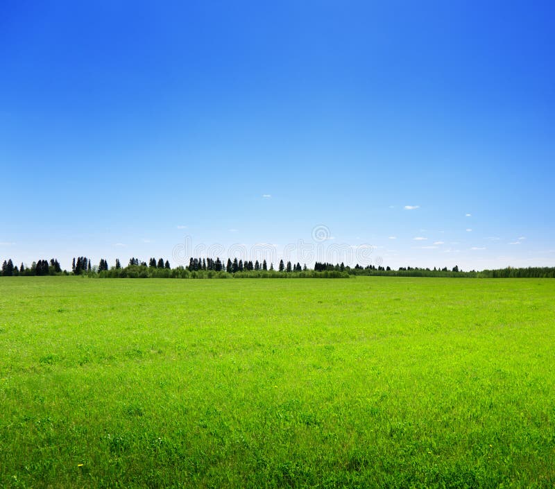 Long green grass stock photo. Image of growth, meadow, tall - 548372