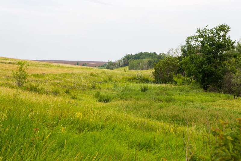 Field of Spring Grass and Forest Stock Image - Image of nature, plain ...