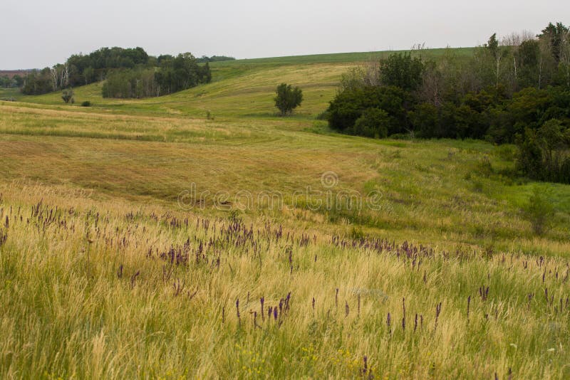 Field of Spring Grass and Forest Stock Photo - Image of lawn, forest ...