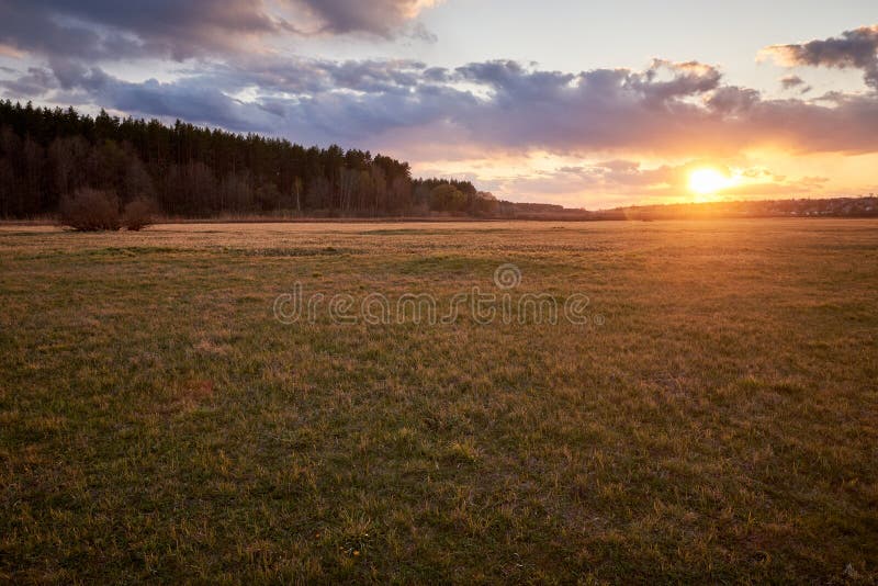 Field of Spring Grass and Forest in Sunset Time Stock Photo - Image of ...