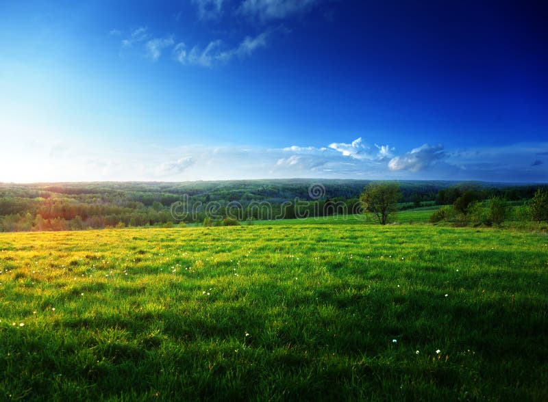 Field of Spring Grass and Forest Stock Image - Image of country ...