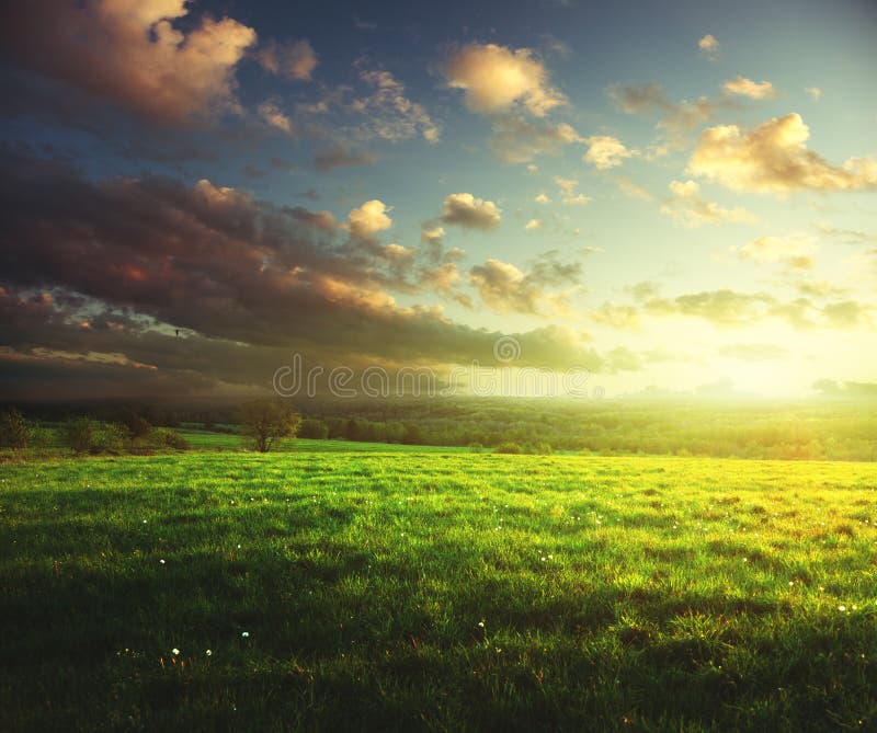 Field of Spring Grass and Forest Stock Photo - Image of bright, park ...