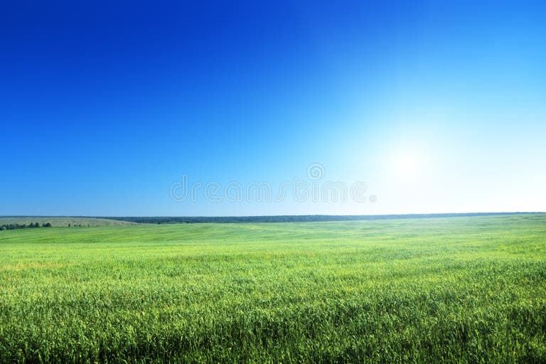Field of spring grass stock image. Image of farming, countryside - 30405095