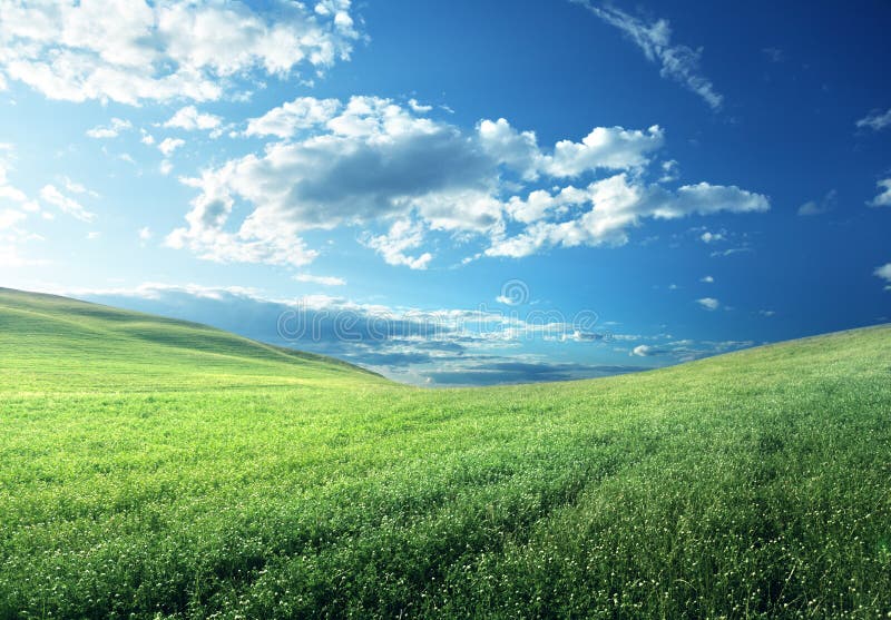Field of spring grass stock image. Image of hill, farming - 30405161
