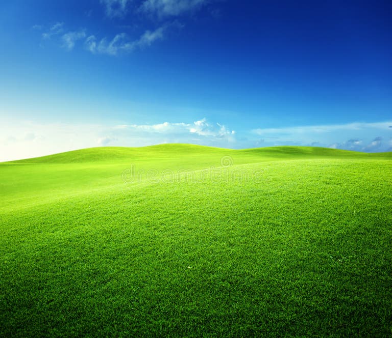 Field of spring grass stock photo. Image of lawn, farm - 38663242