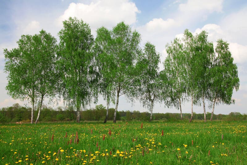 Field of Spring Grass, Trees and Cloudy Sky Stock Photo - Image of ...