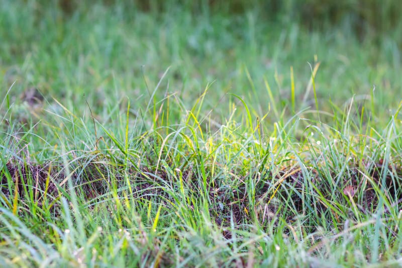 Field in Spring. Green Grass and Wildflowers Stock Image - Image of ...