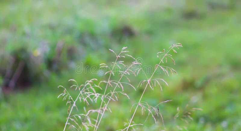Field in Spring. Green Grass and Wildflowers Stock Image - Image of ...