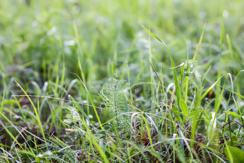 Field in Spring. Green Grass and Wildflowers Stock Image - Image of ...