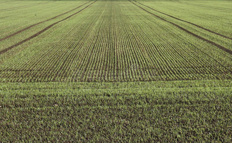 Field with spring planting stock image. Image of farm - 68221941