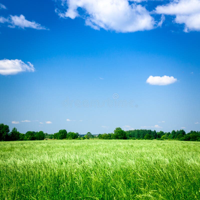 Field in spring time stock image. Image of buttercup - 37903931