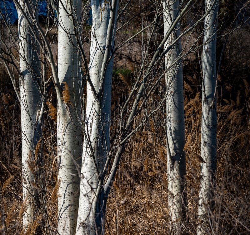 Bloom, new buds in spring stock photo. Image of sunrise - 143620538