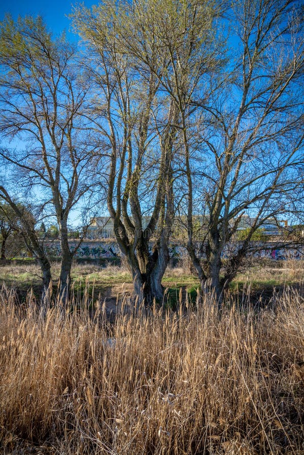 Bloom, new buds in spring stock image. Image of summer - 143624247