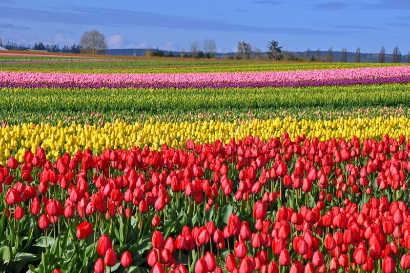 Tulip farm stock image. Image of outdoors, springtime - 9007289