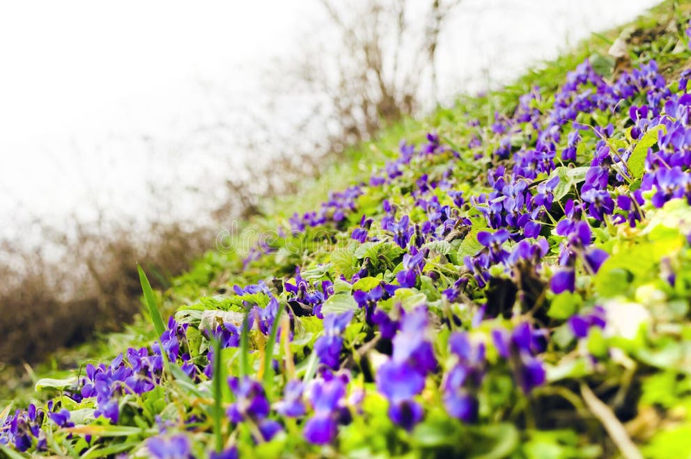 Field with spring violets stock photo. Image of blue - 143696292