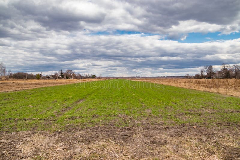 In the Field in Spring Wheat Grain Sprouted, a New Crop of Bread Will ...