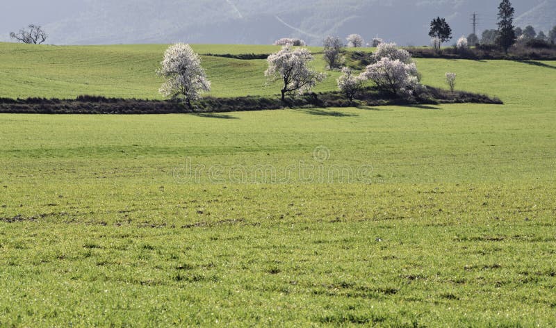Field in spring. stock image. Image of healthy, green - 87357051