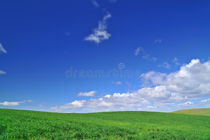 Field in springtime stock image. Image of field, spring - 8998899