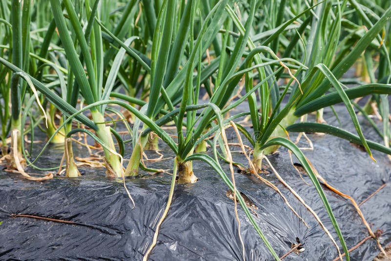 Field of Sprout Spring Garden Plants Onion Stock Photo - Image of ridge ...
