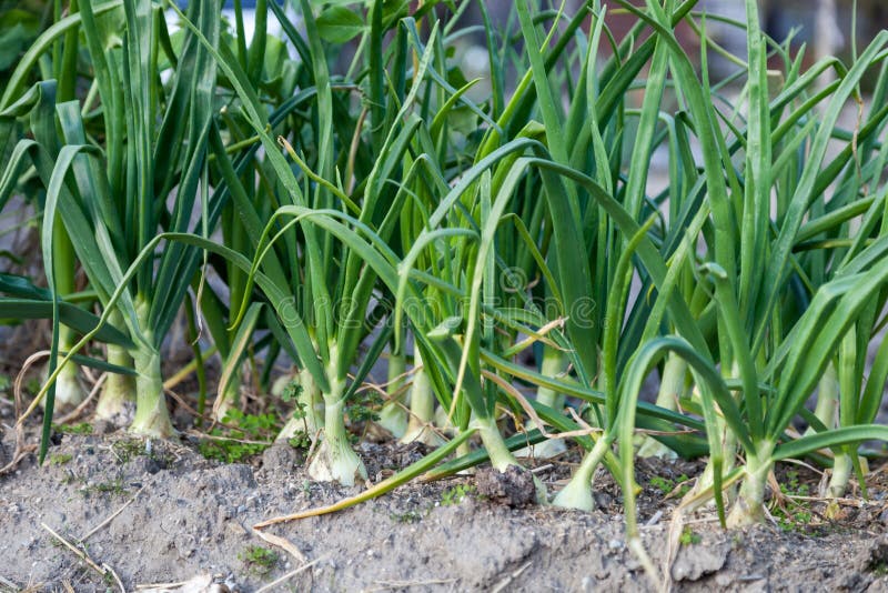 Field of Sprout Spring Garden Plants Onion Stock Image - Image of ...