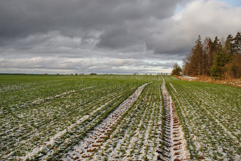 A Field with Sprouted Winter Crop on a Snowy Winter Day Stock Image ...