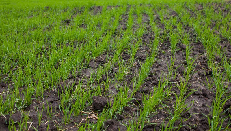 Field with Sprouted Winter Crops in a Row, Low Wheat Stock Photo ...