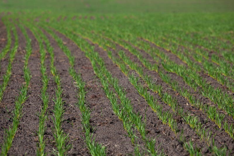 Field with Sprouted Winter Crops in Row, Low Wheat before Hibernation ...