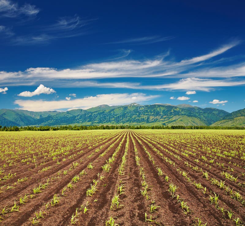 Field with sprouting crops stock image. Image of farm - 18117691