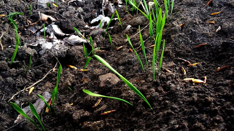 Field, Sprouts of Wheat on the Ground. Stock Photo - Image of ground ...