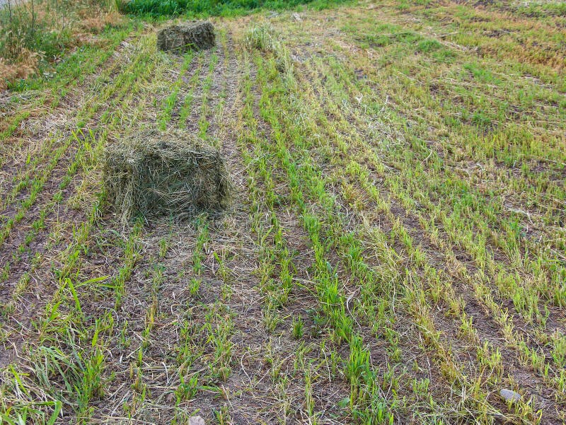 Field with Square Sheaves of Hay Stock Photo - Image of blue, harvest ...