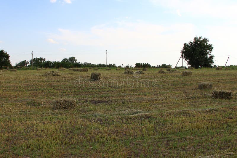 Field with Square Sheaves of Hay Stock Photo - Image of harvesting ...