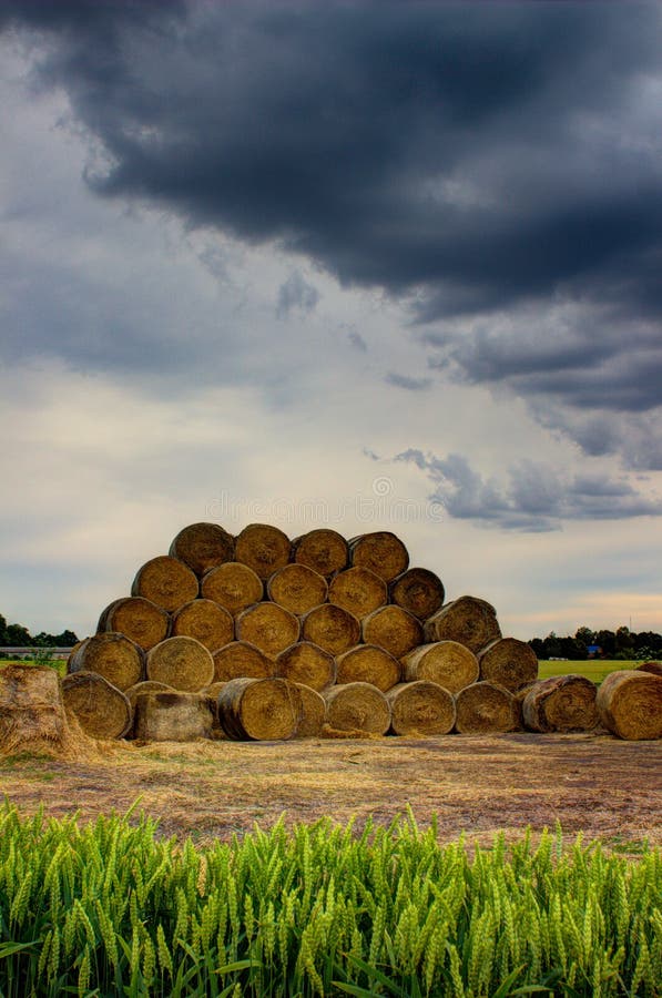Field with Stacks stock image. Image of harvest, stacks - 44587215