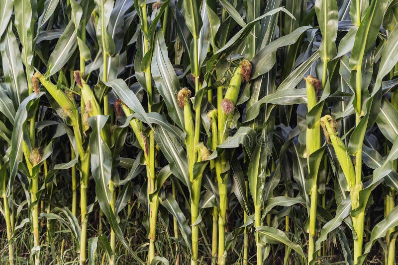 Corn Stem stock image. Image of microscope, section, stem - 51591873
