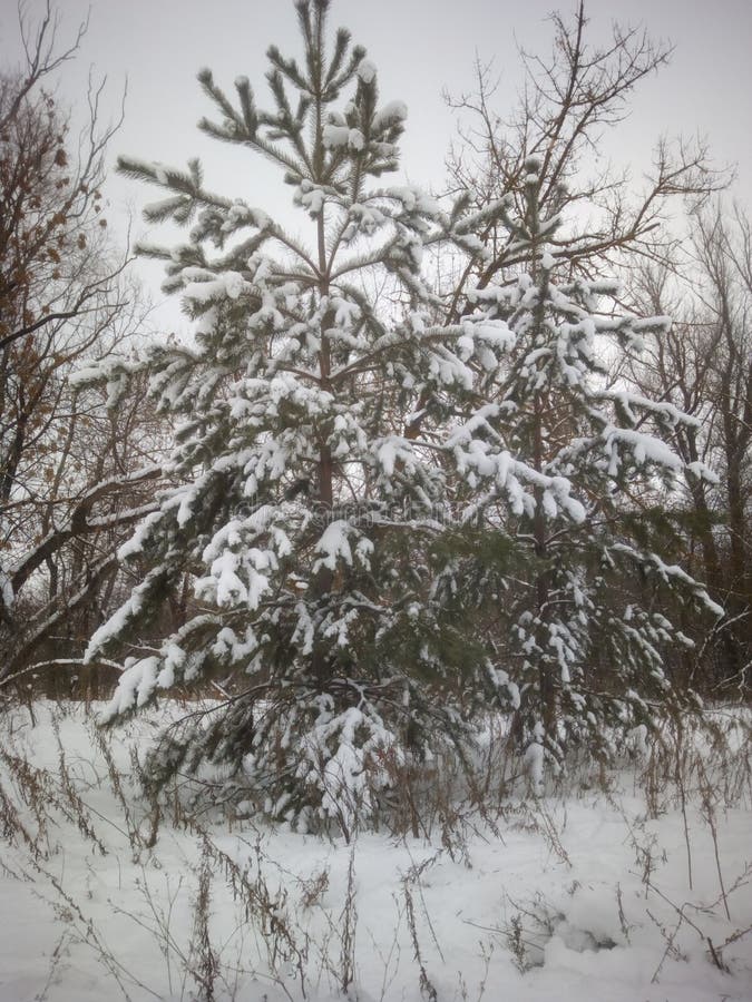 A field in a stone ravine stock image. Image of field - 217542149