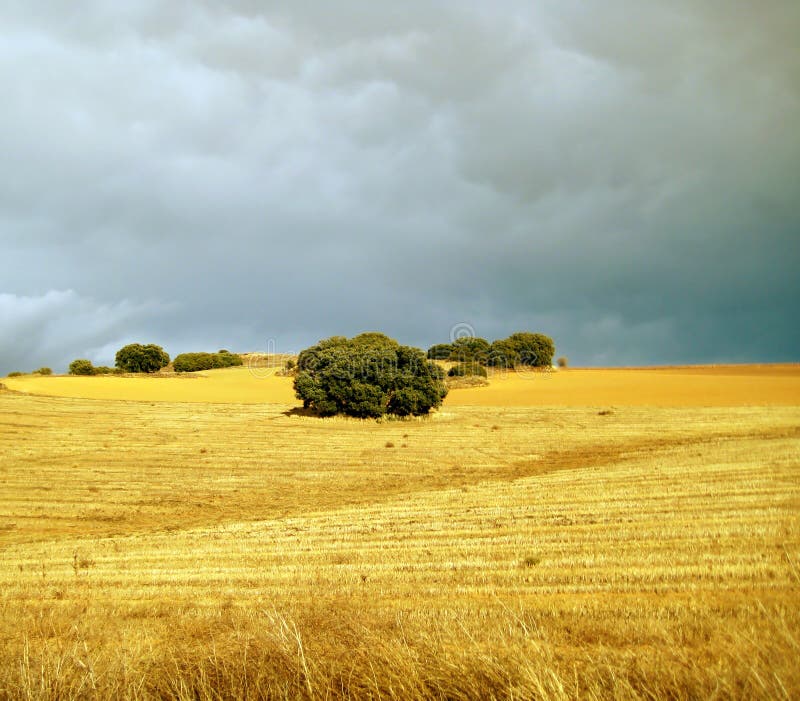 Field in stormy weather. stock photo. Image of wheat, reap - 7967660