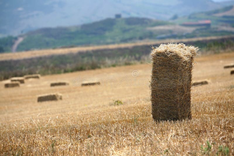 Field of straw stock photo. Image of reap, organic, alcohol - 2030144