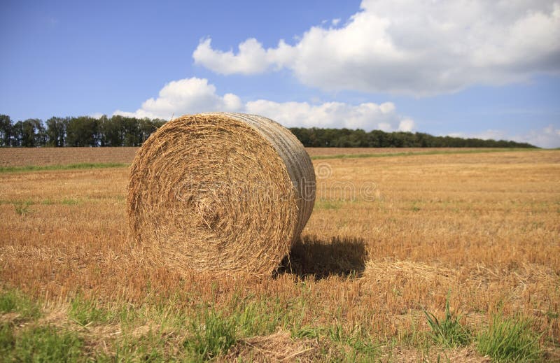 Field with straw stock photo. Image of background, grass - 26154660