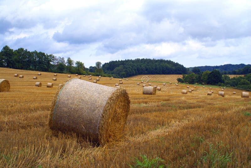 Field of straw bales stock photo. Image of country, farmland - 12735356