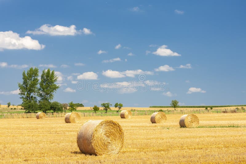 Field with straw stock image. Image of bale, agricultural - 146742669