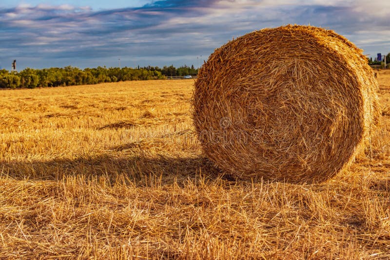 Field of straw bales stock image. Image of earth, animal - 120206751