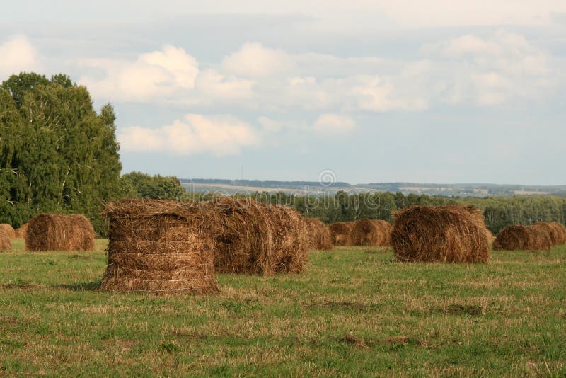 Field after Straw Cleaning in Bales Stock Photo - Image of green ...