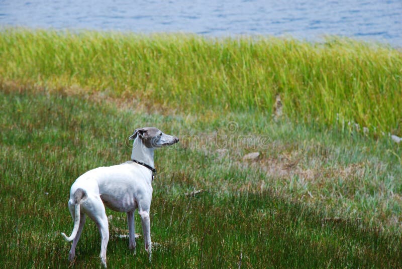 Field and Stream Dog stock image. Image of meadows, forest - 5382315