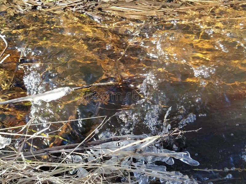 Field stream stock photo. Image of flower, winter, pond - 199954808