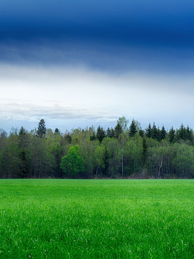 A Field Strewn with Grass and Forest. Summer Landscape Stock Image ... A Field Strewn with Grass and Forest. Summer Landscape Stock Image ...