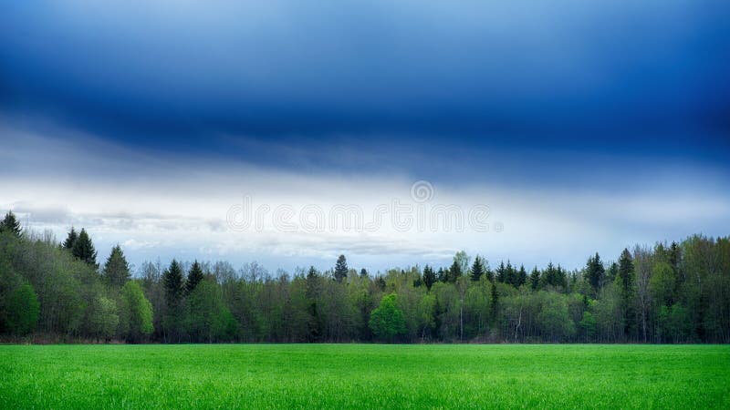 A Field Strewn with Grass and Forest. Summer Landscape Stock Photo ... A Field Strewn with Grass and Forest. Summer Landscape Stock Photo ...