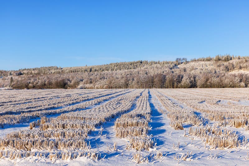Field Stubble in a Winter Landscape Stock Image - Image of scenics ...